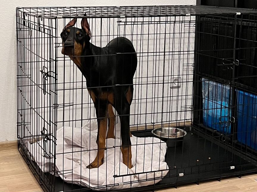 Доберман мальчик 7 мес