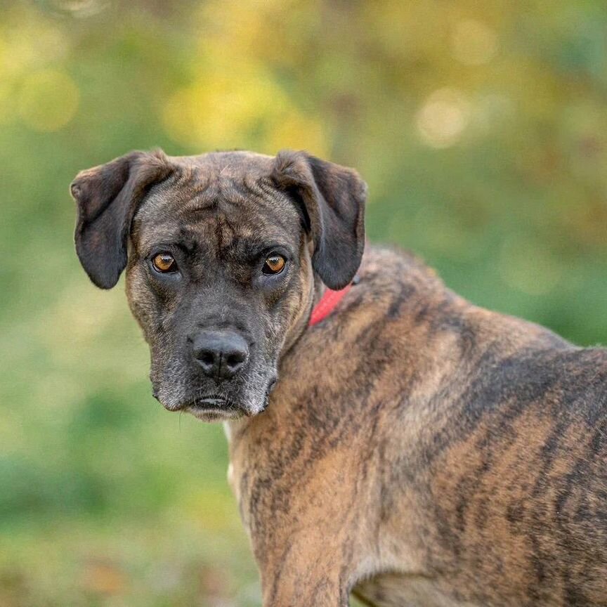 Испанский дог Марта 2 года ищет дом