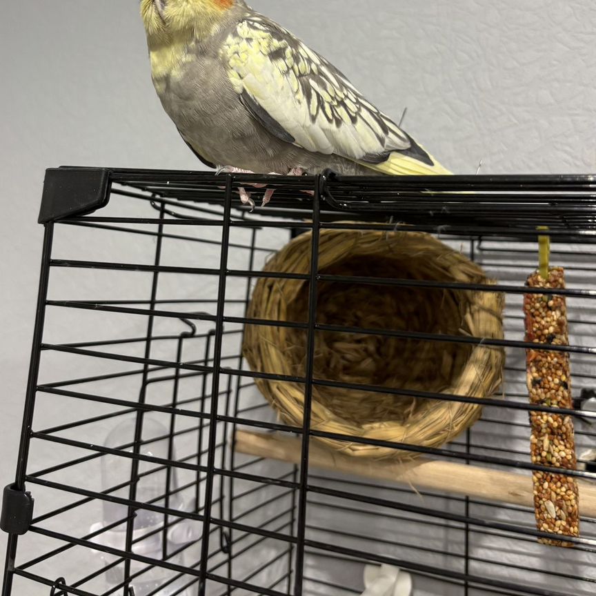 Попугай корелла с клеткой