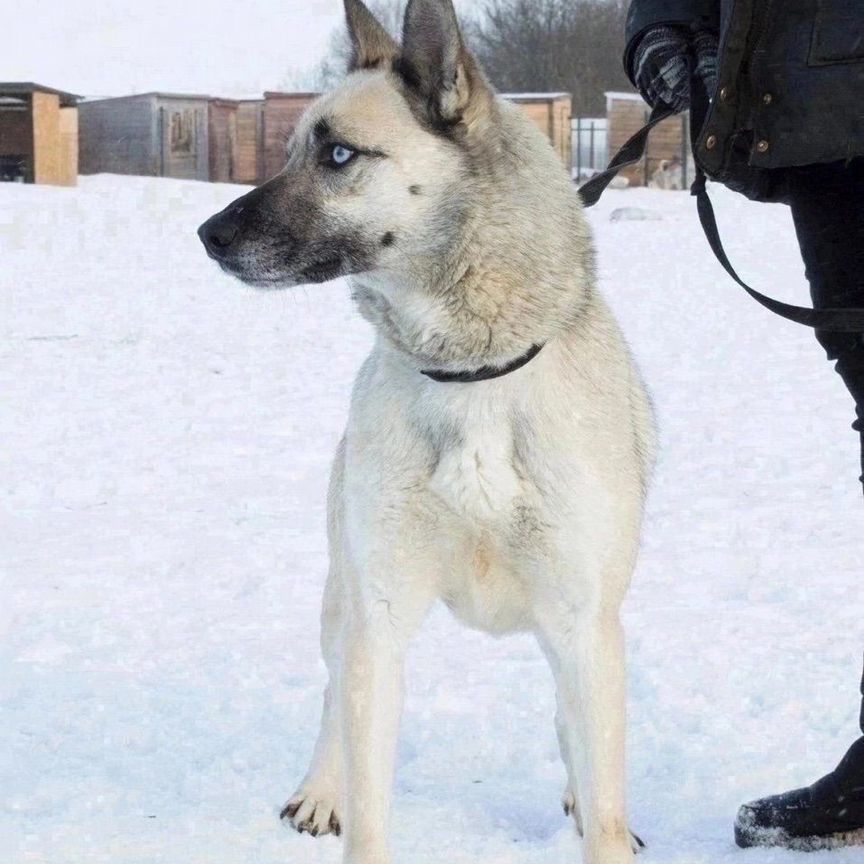 Собака в добрые руки отдам бесплатно