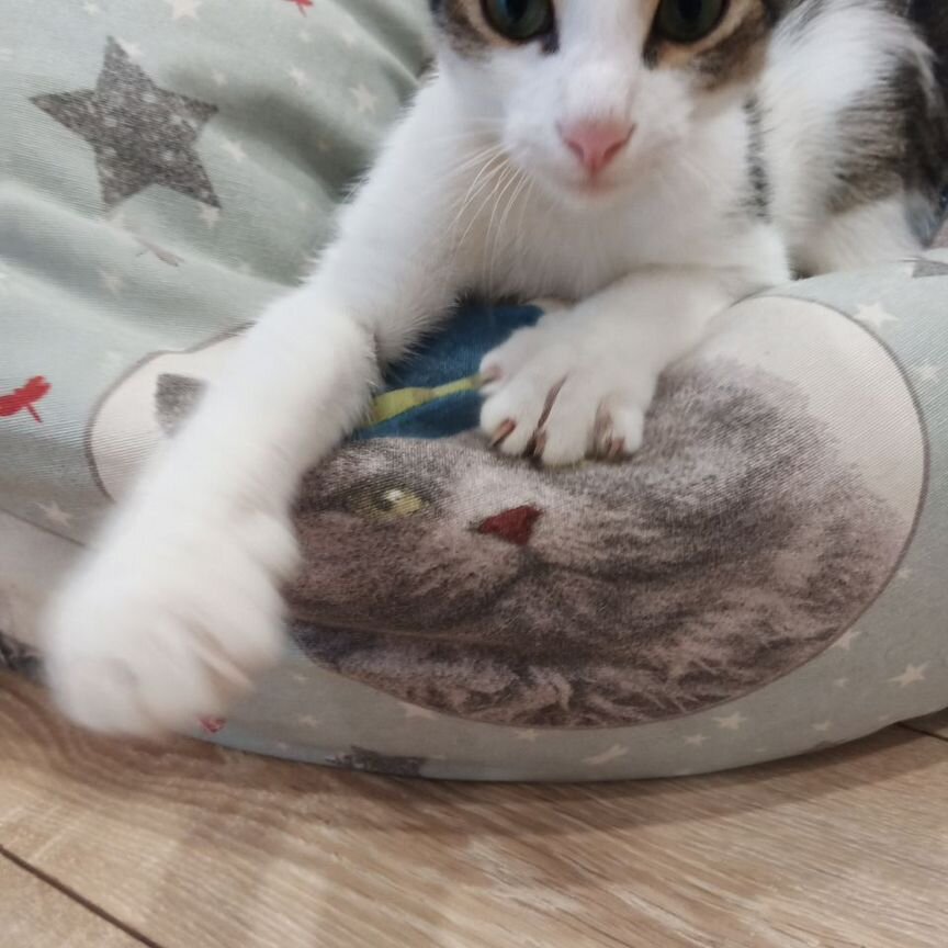 Два обычных котика-подростка ищут семью