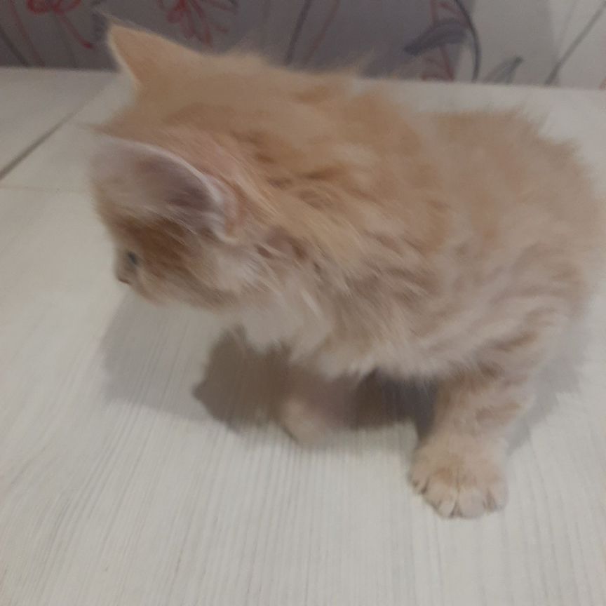 Рыжий Кот