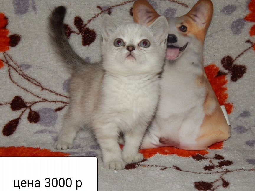 Шикарный британский котенок