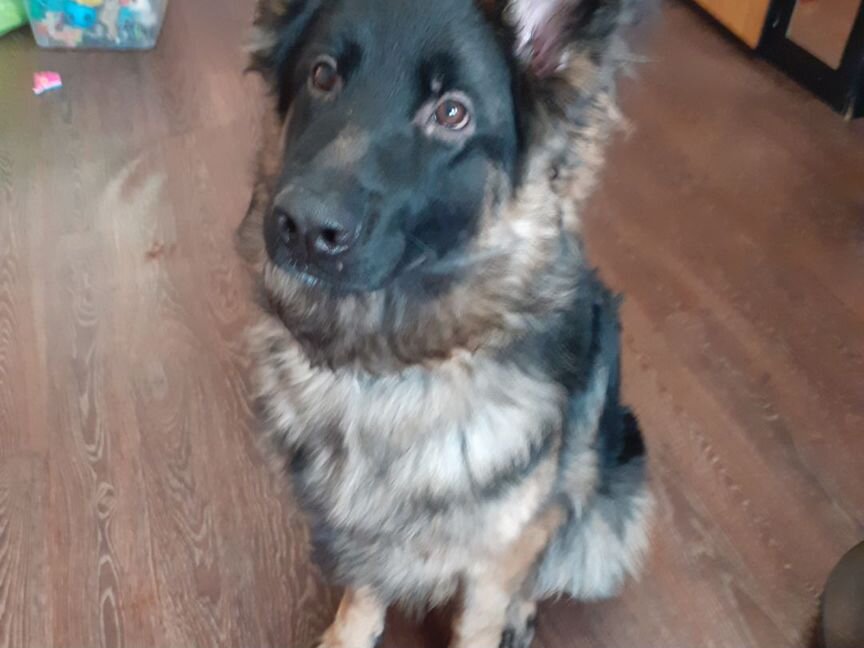 Собака немецкая овчарка