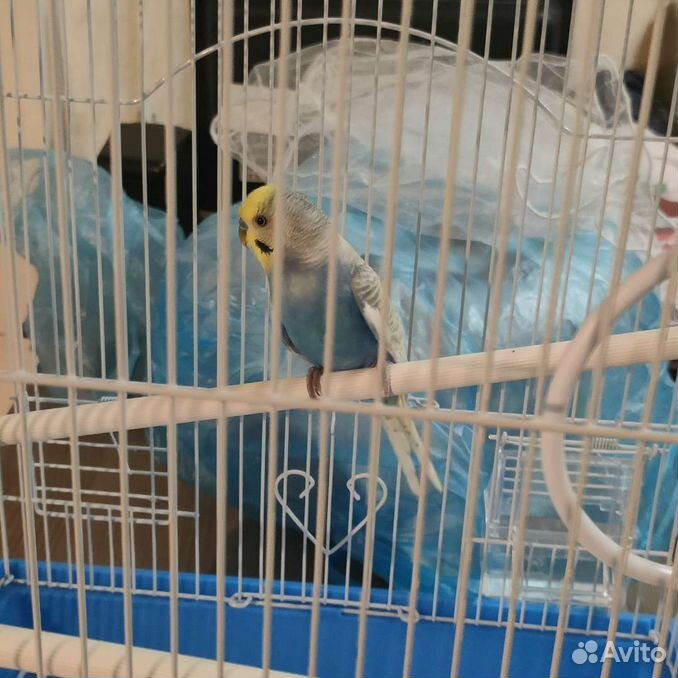 Волнистый попугай самец 3 месяца
