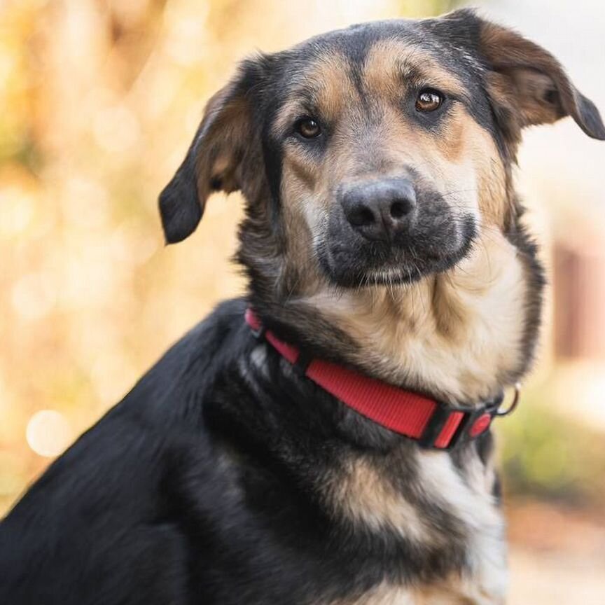 Собака в добрые руки