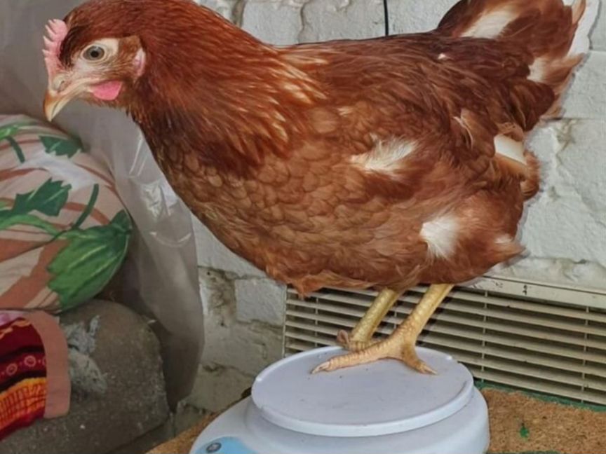 Курочки молодки несушки Омск