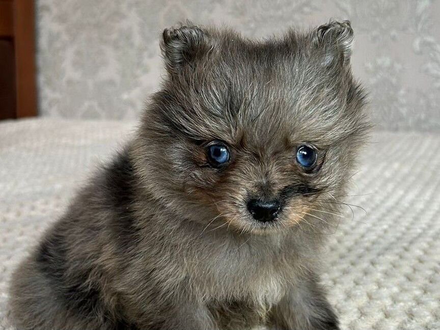 Мальчик шпица окрас мерле