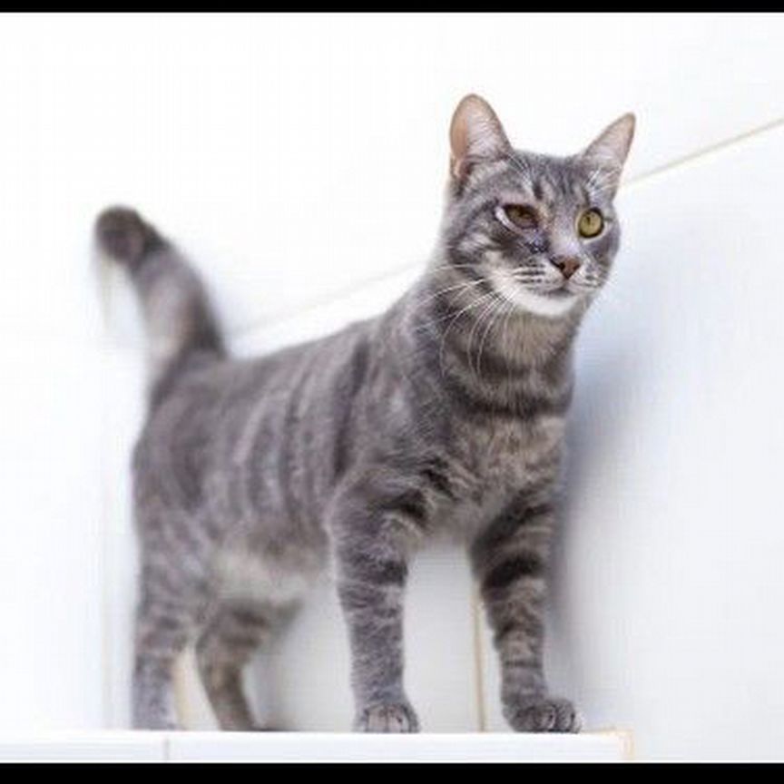 Невероятный Хоуп лучшим людям