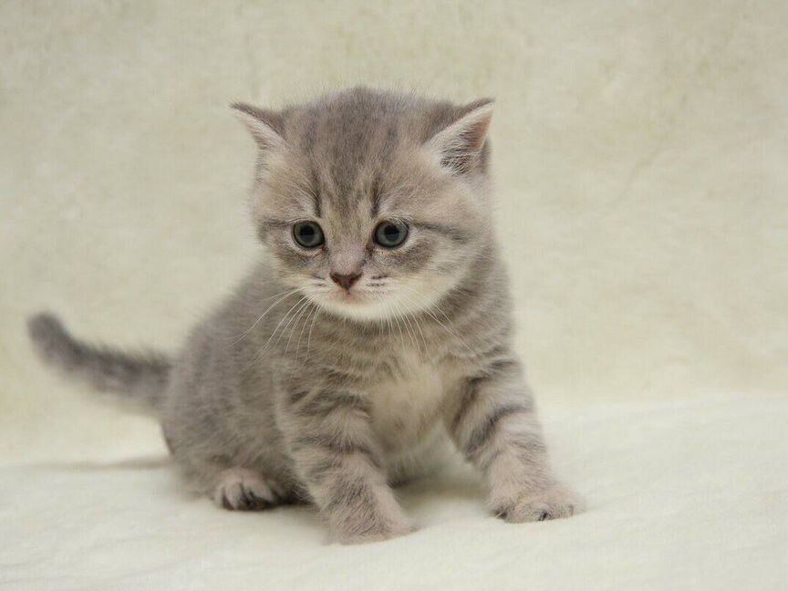 Шотландские котята