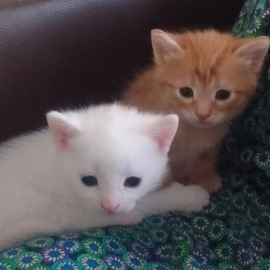 Отдам бесплатно котят