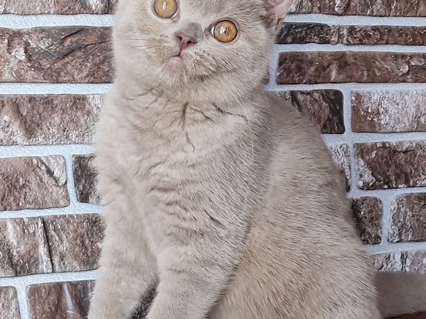 Британская