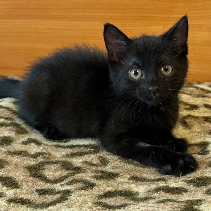 Котенок мальчик 1,5 месяца