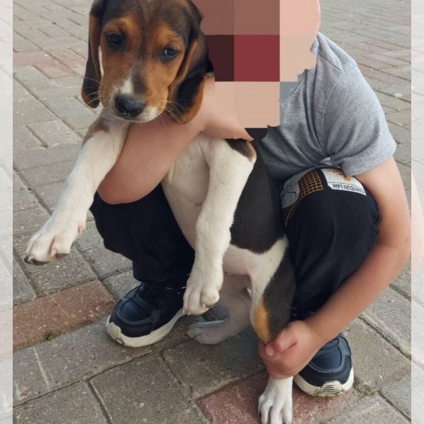 Эстонская гончая, щенок