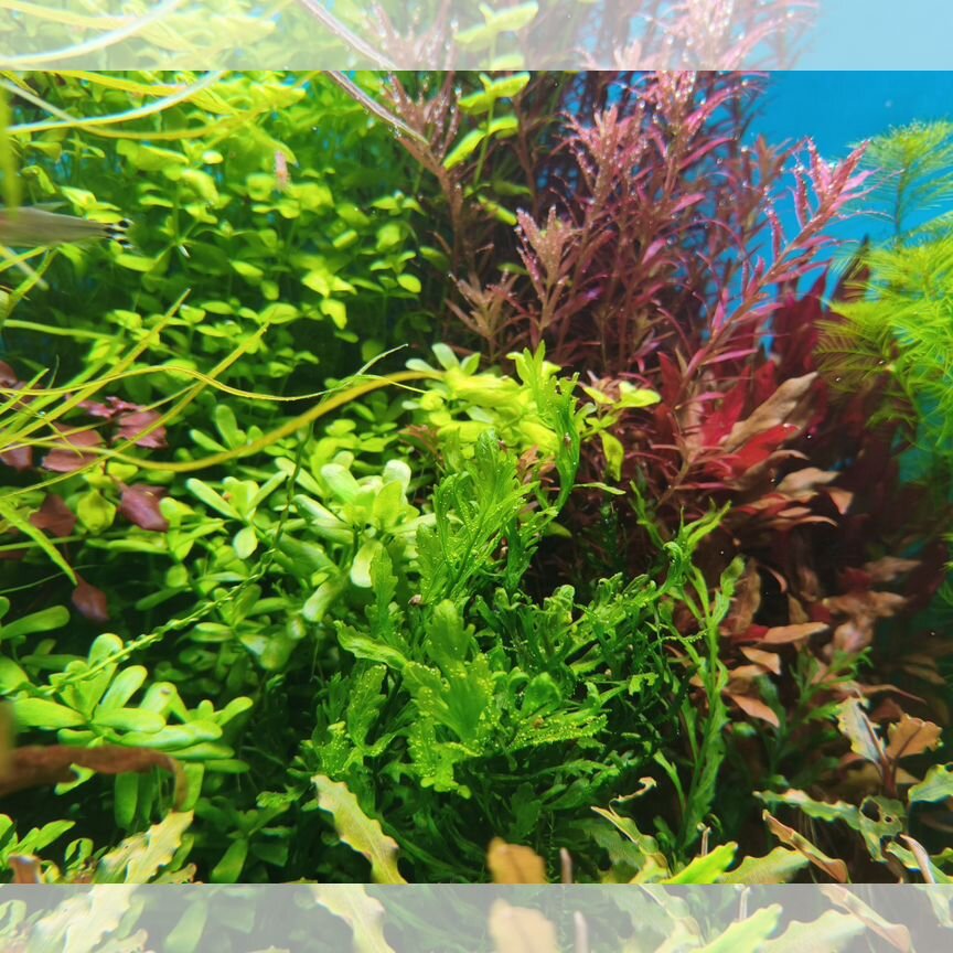 Отдам за шоколадку аквариумные растения 15 видов