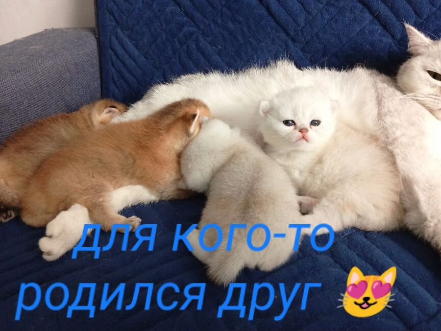 Продаю шотландских котят