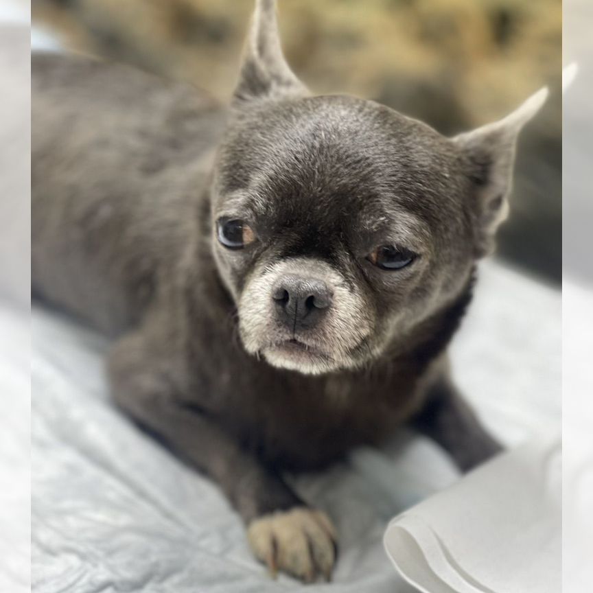 Чихуахуа, взрослая собака