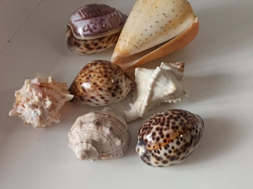 Морские ракушки, раковины, одним лотом