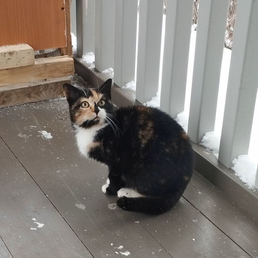 Спасите Сиротку из Инютино