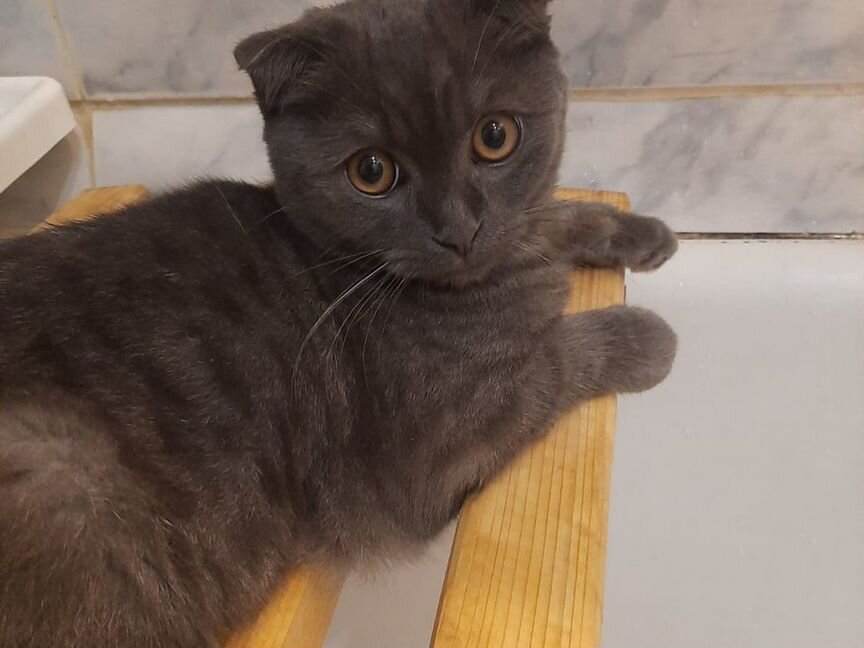 Отдам в добрые руки