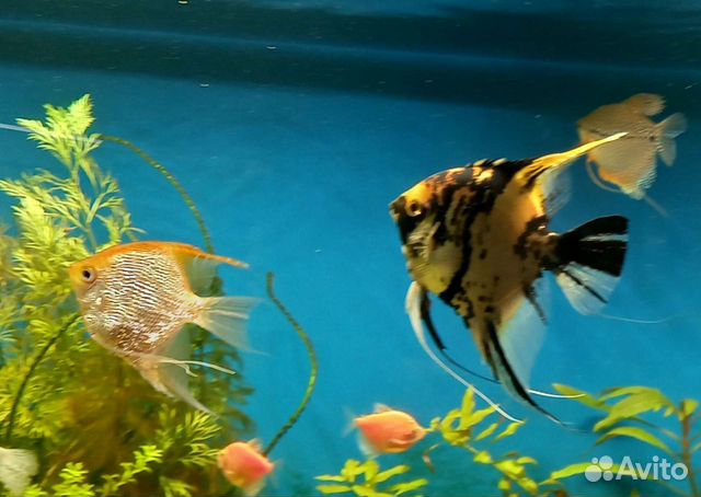 Скалярия. Взрослая пара