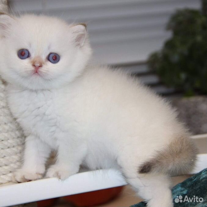 Котик золотой пойнт