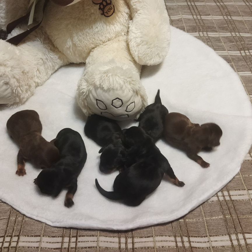 Щенки таксы