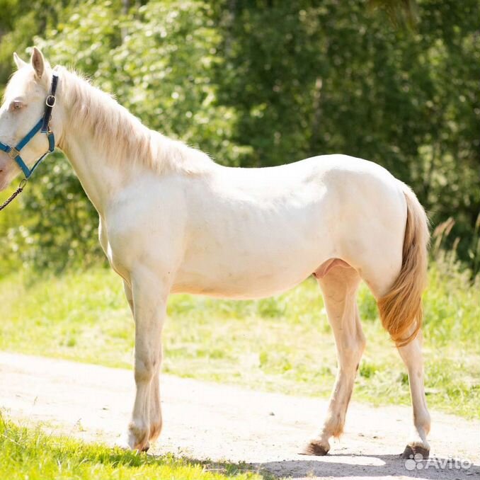 Жеребец белорусский упряжной изабелловый