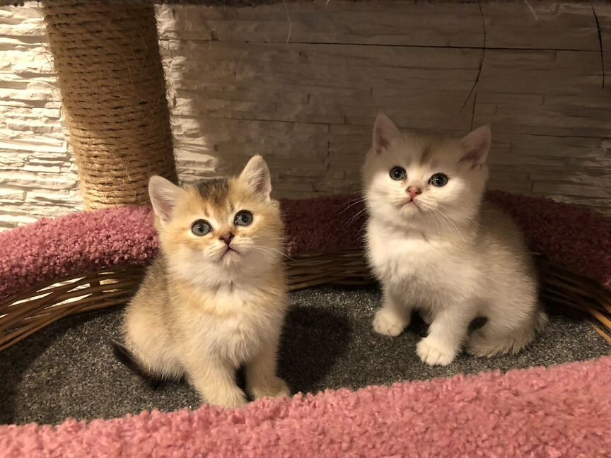 Британские котята