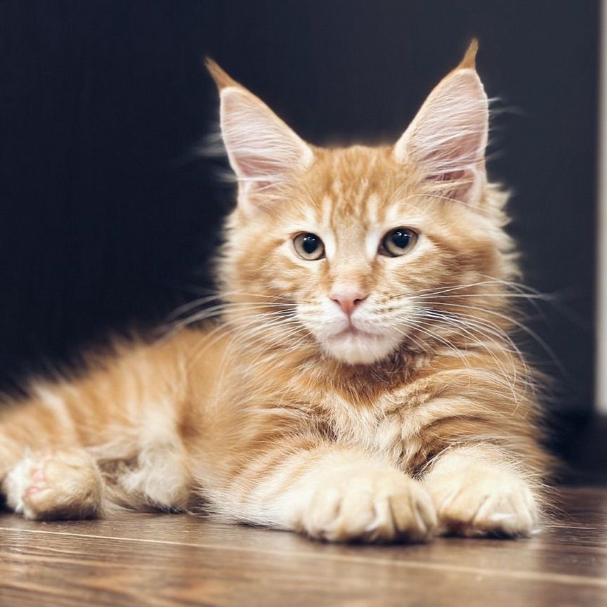 Мейн-кун котёнок