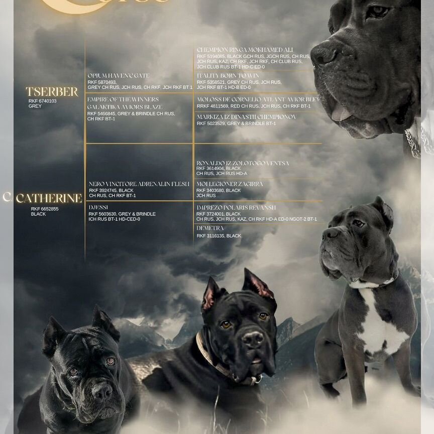 Щенки Кане корсо