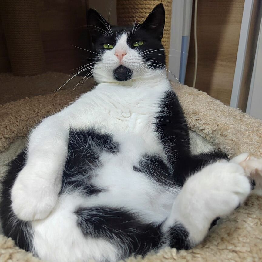 Оочень ласковый кот спасен привит кастрирован