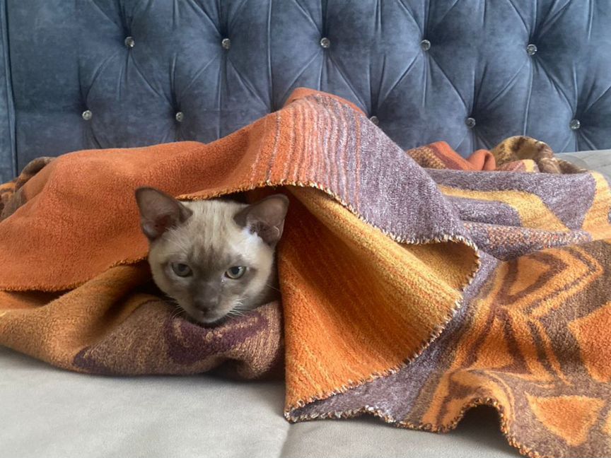 Котята