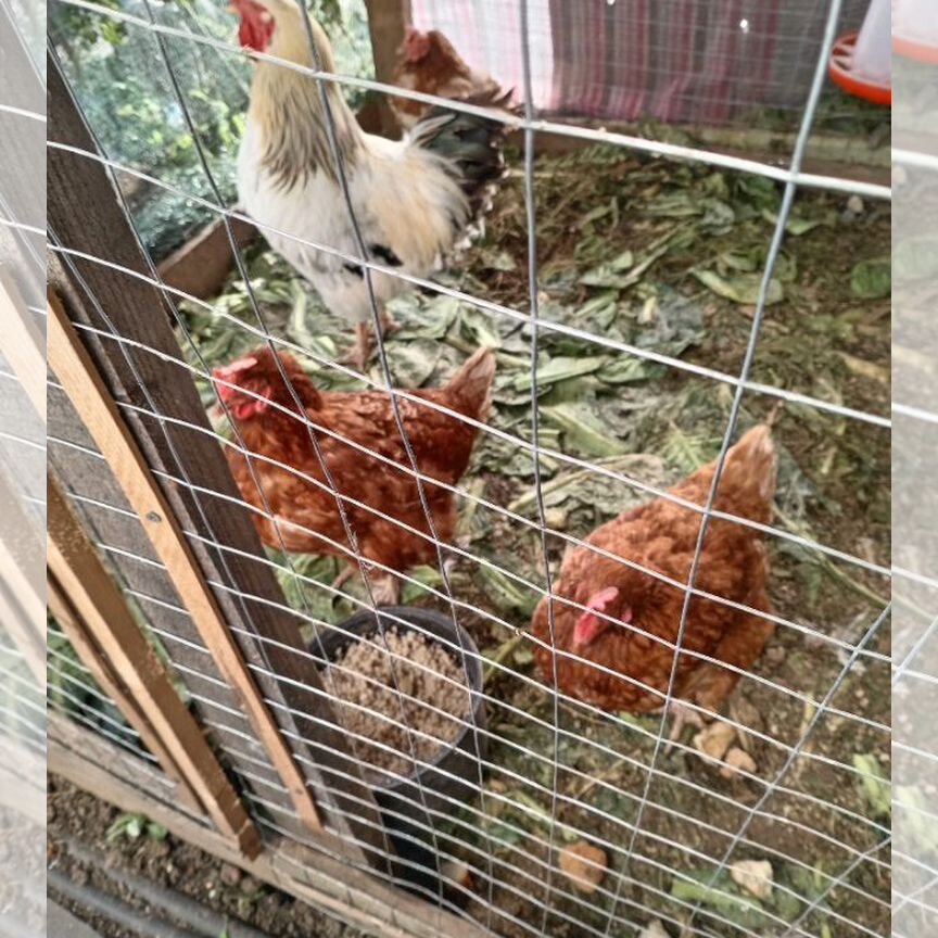 Куры несушки продам