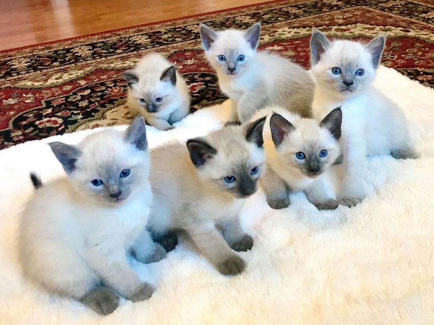 Элитные Тайские Котята )