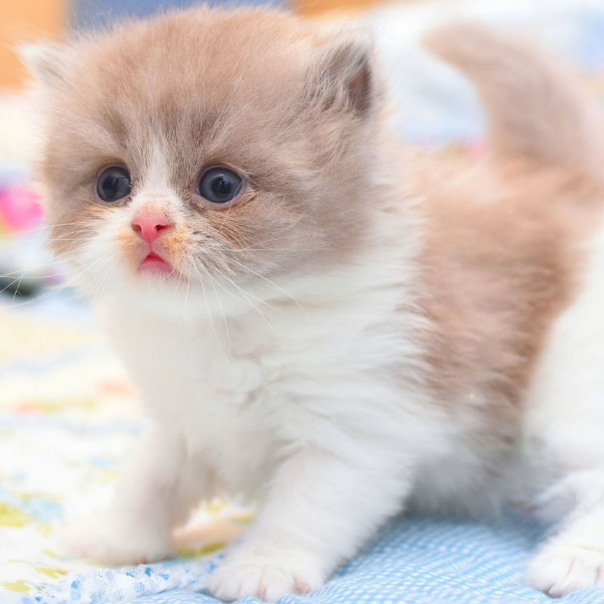 Британский длинношёрстный котёнок