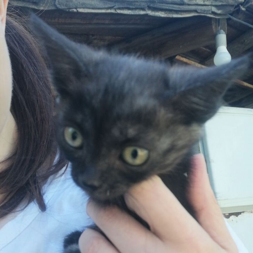 Котята в добрые руки, меньше 2х месяцев