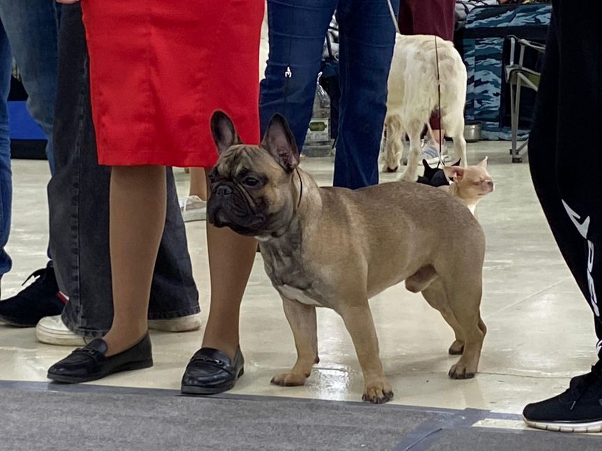 Французский бульдог вязка