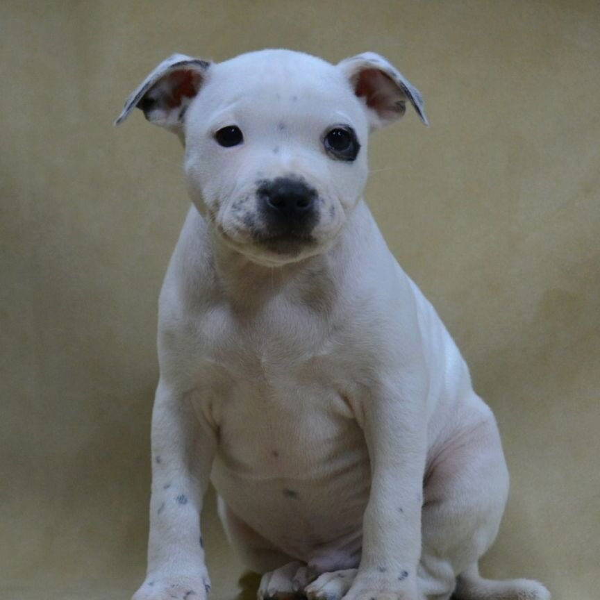 Мальчик стаффордширского бультерьера