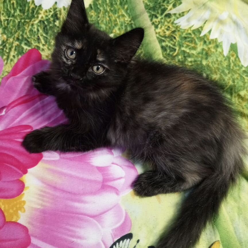 Шотландский прямоухий длинношёрстный котёнок