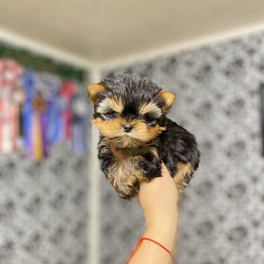 Йоркширский терьер мини