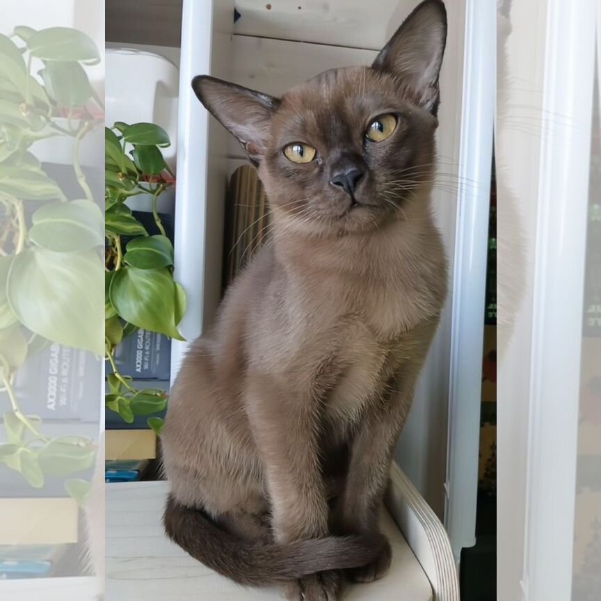Европейский бурманский котёнок
