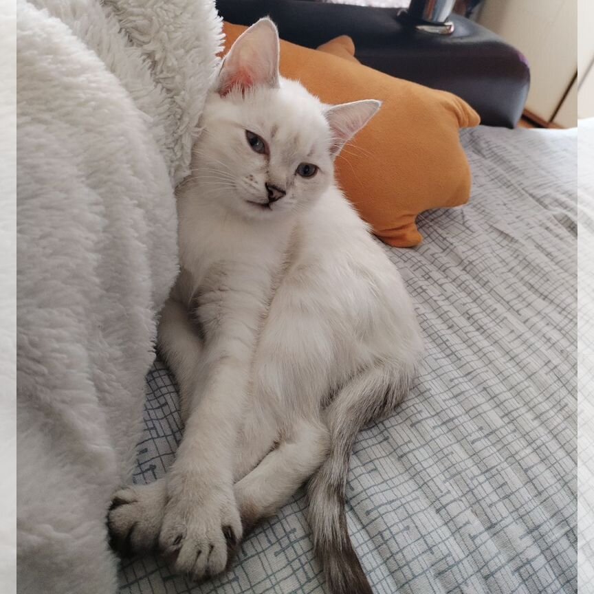 Котёнок в добрые руки