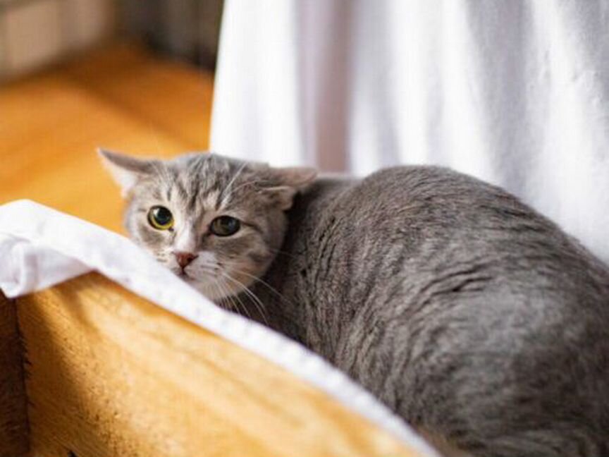 Кошки в добрые руки бесплатно