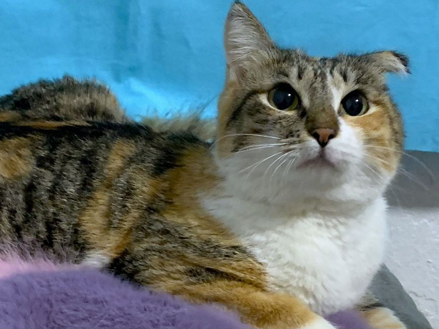 Разве я не хороша