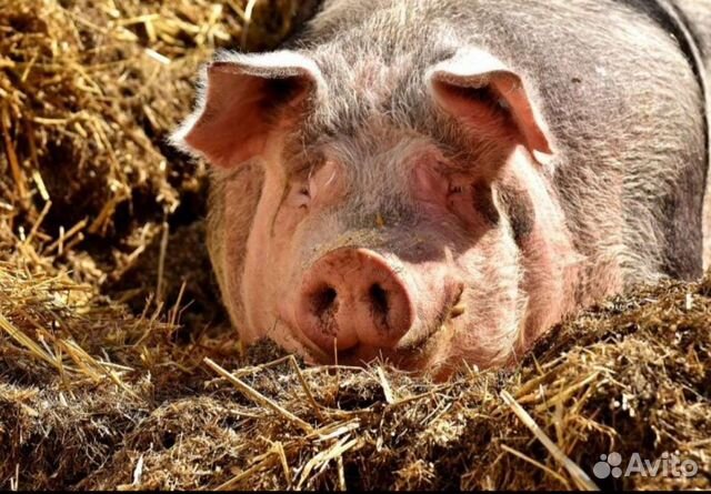 Свиньи живым весом продам