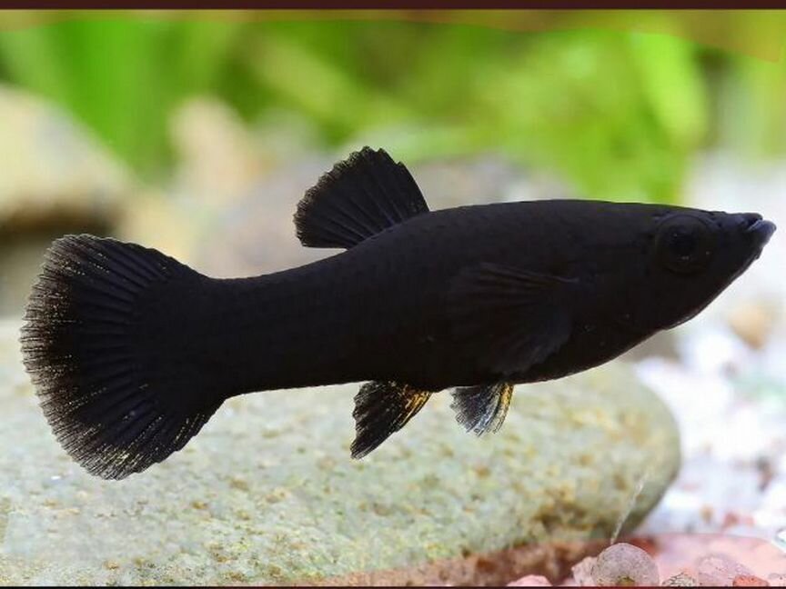 Моллинезия черная