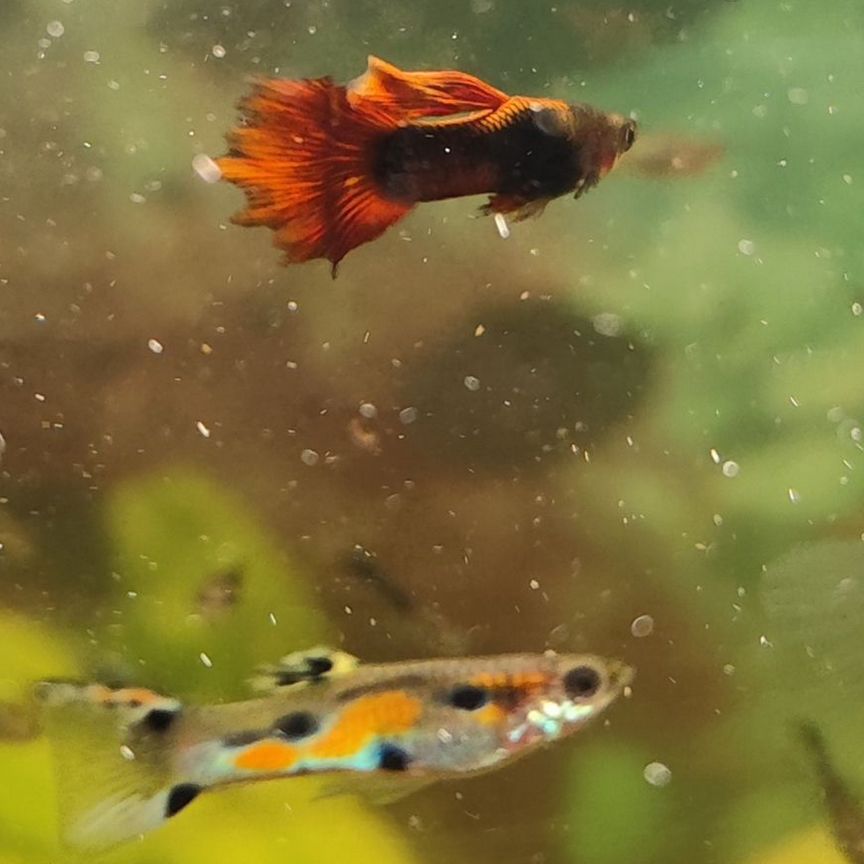 Аквариумные рыбки гуппи