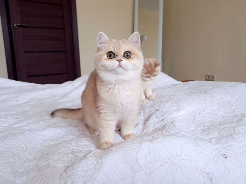 Кошка голубая золотая шиншилла