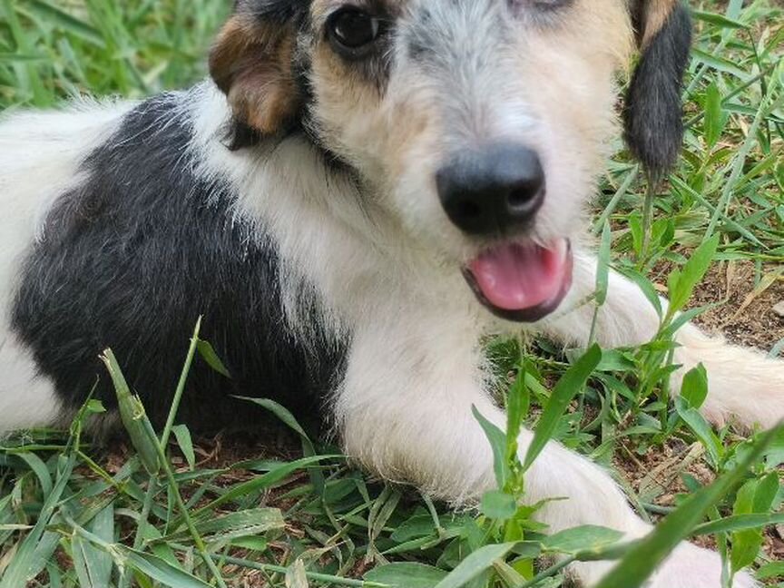 Щенки джек рассел терьер